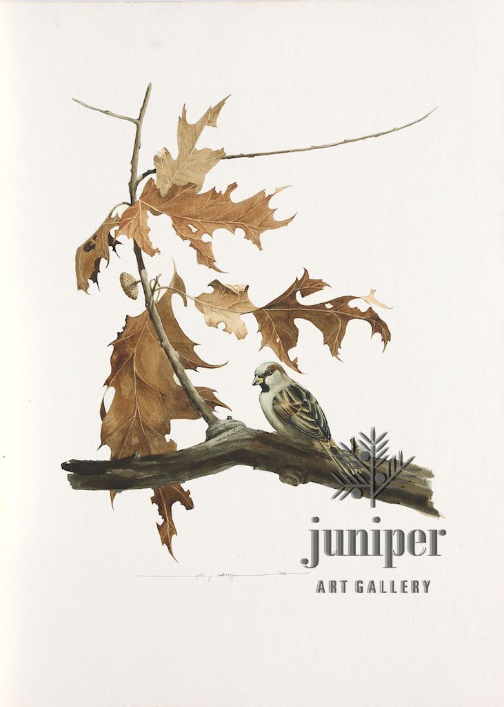Oak with English Sparrow, ORIGINAL watercolor by Paul J Sweany – Juniper Art Gallery