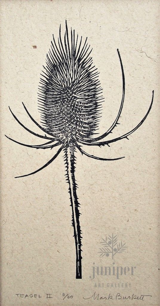 Teasel ll by Mark Burkett – Juniper Art Gallery