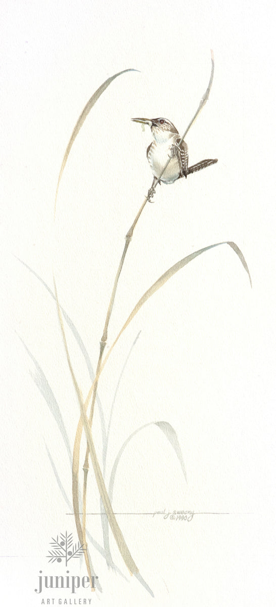 PJS-Reproduction - Marsh Wren by Paul J Sweany – Juniper Art Gallery